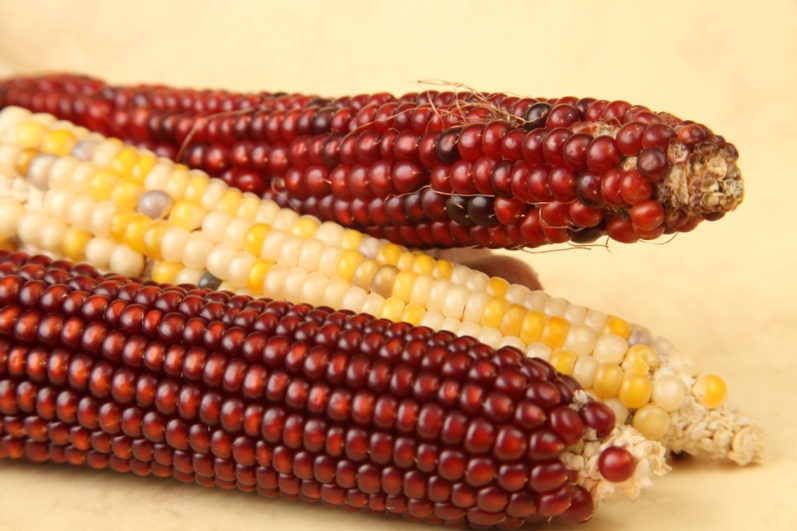 Tipos de milho de pipoca: conheça quais são e suas diferenças! - Coperaguas